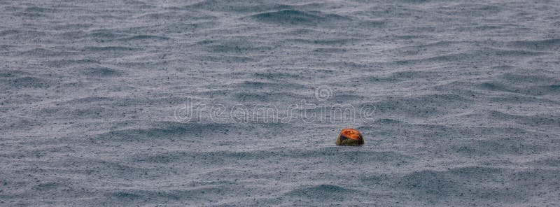 Coconut Floating in the Ocean on a Rainy Day Panorama Stock Image ...