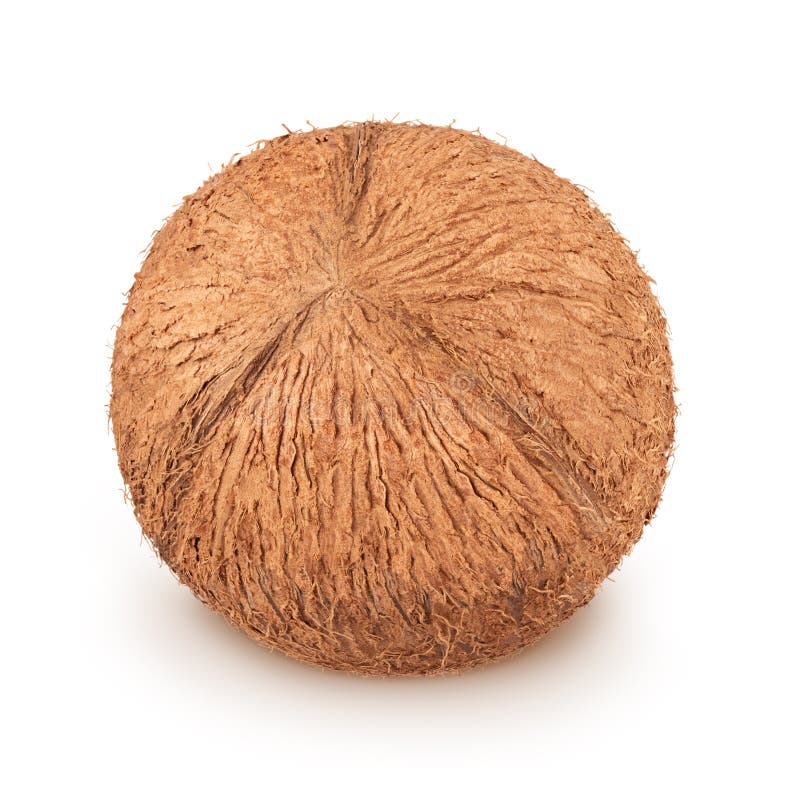 Single Coconut Isolated on a White Background. Stock Image - Image of ...