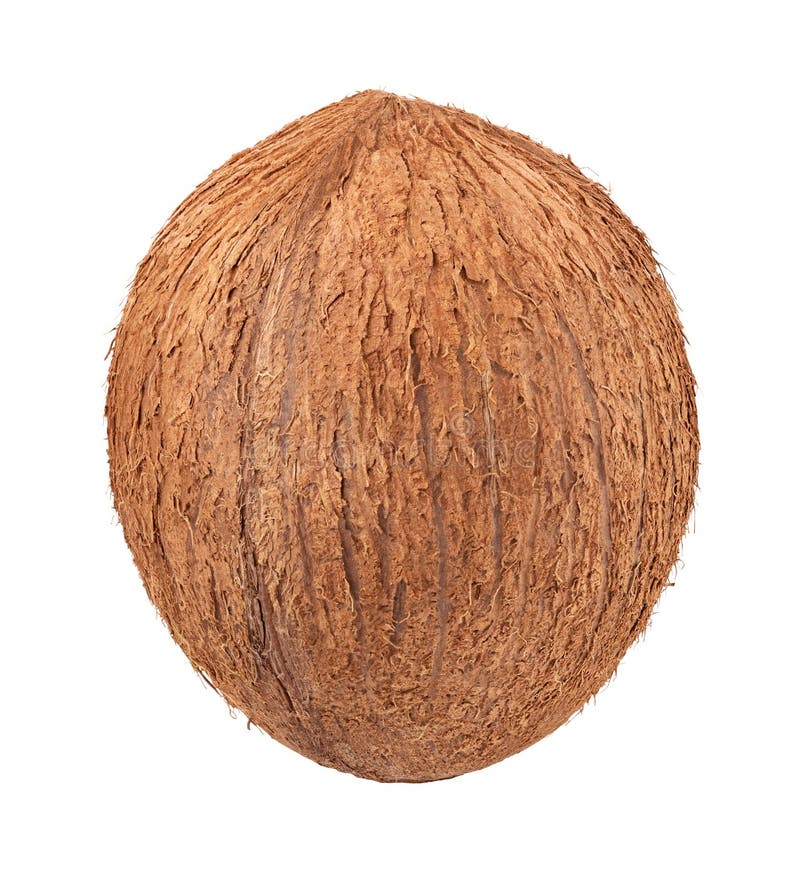Single Coconut Isolated on a White Background. Stock Photo - Image of ...