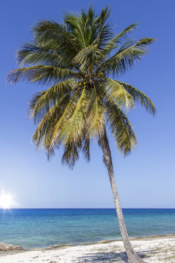 1+ Single coconut palm tree beach cuba Free Stock Photos - StockFreeImages