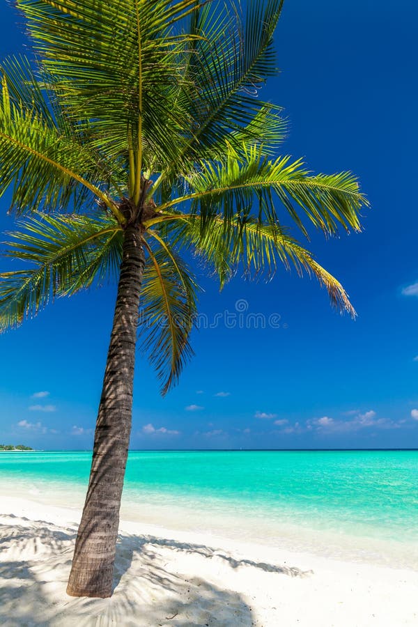 Single Coconut Palm Tree on a Tropical Beach Stock Image - Image of ...