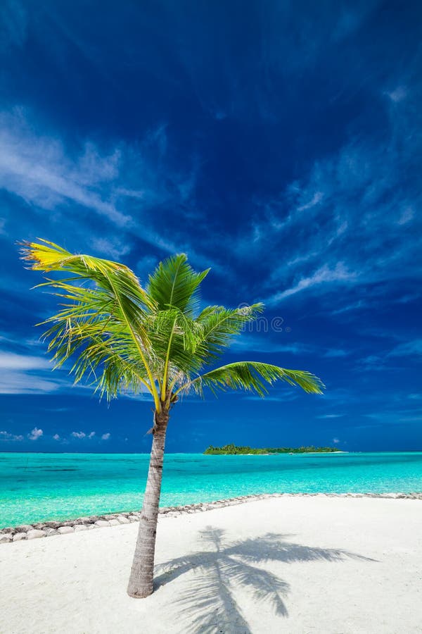 A Single Palm Tree Overlooking Tropical Beach on Cook Islands Stock ...