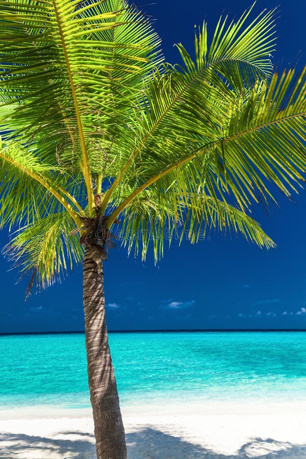 Single Coconut Palm Tree on a White Tropical Beach Stock Photo - Image ...