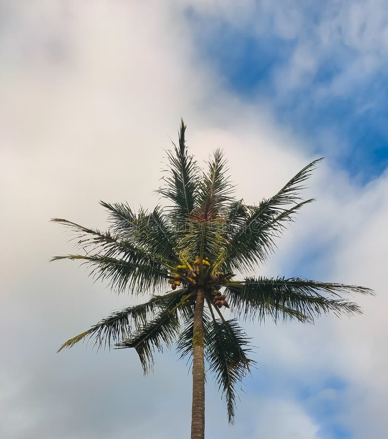 Single Coconut Tree in the Afternoon, Tropical Island Trees Stock Photo ...