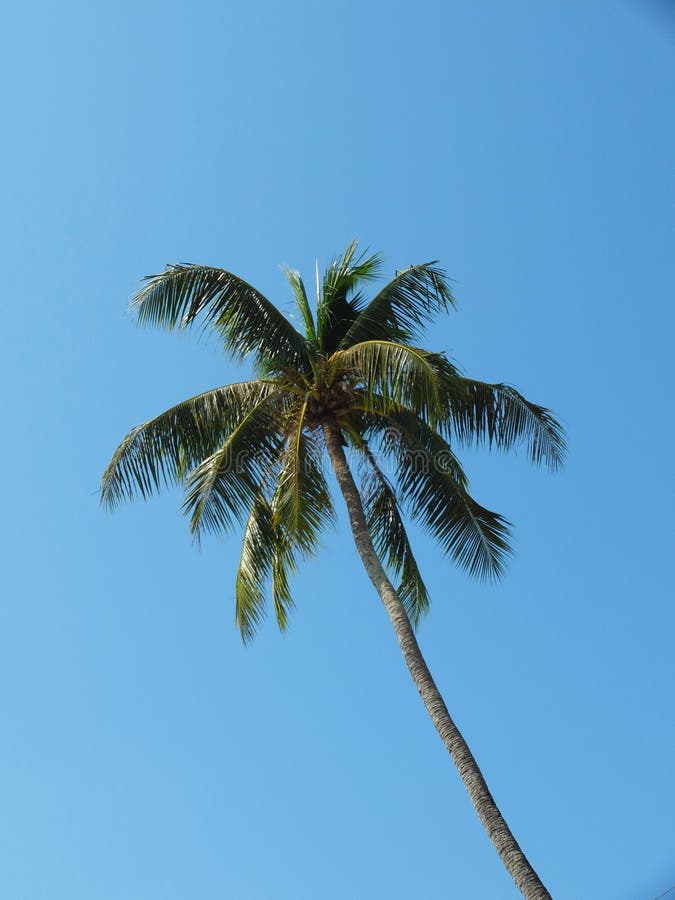 Single Coconut Tree Isolated on White Background Stock Photo - Image of ...