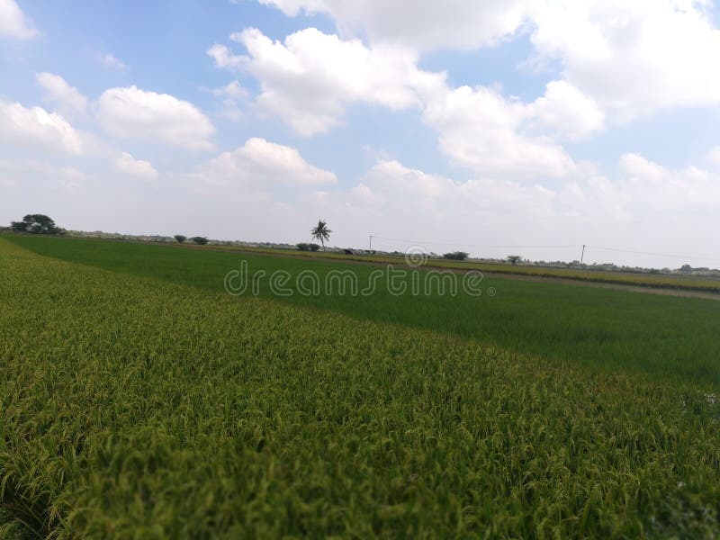 Single coconut tree stock photo. Image of single, form - 110834556