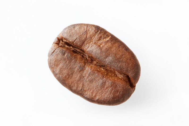 Single coffee bean stock photo. Image of agriculture, taste - 5262956