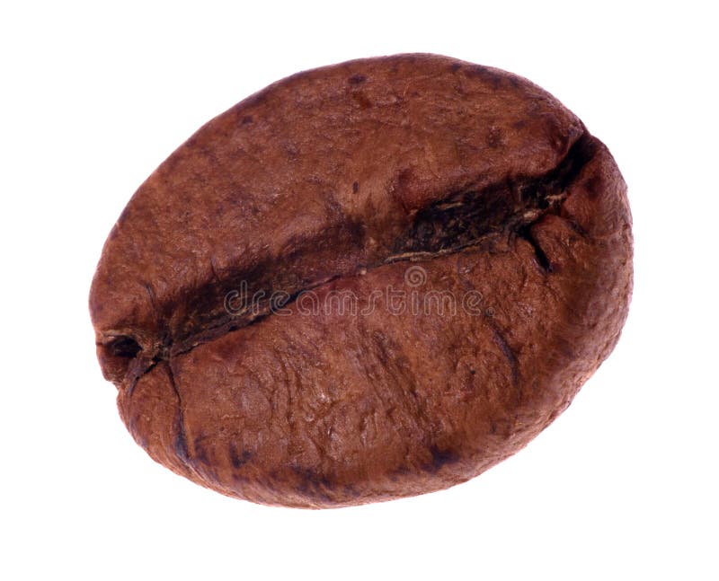 Single coffee bean stock photo. Image of agriculture, taste - 5262956