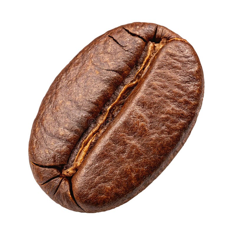 Single Coffee Bean on White Background Stock Illustration - Illustration of textured, coffee ...