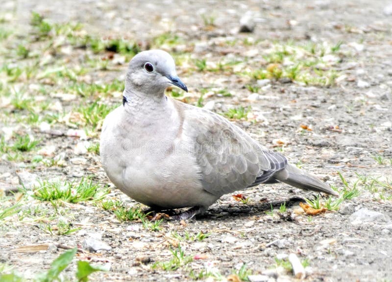 Single Collared Dove Standing on the Ground. Bird Close Up Stock Photo ...