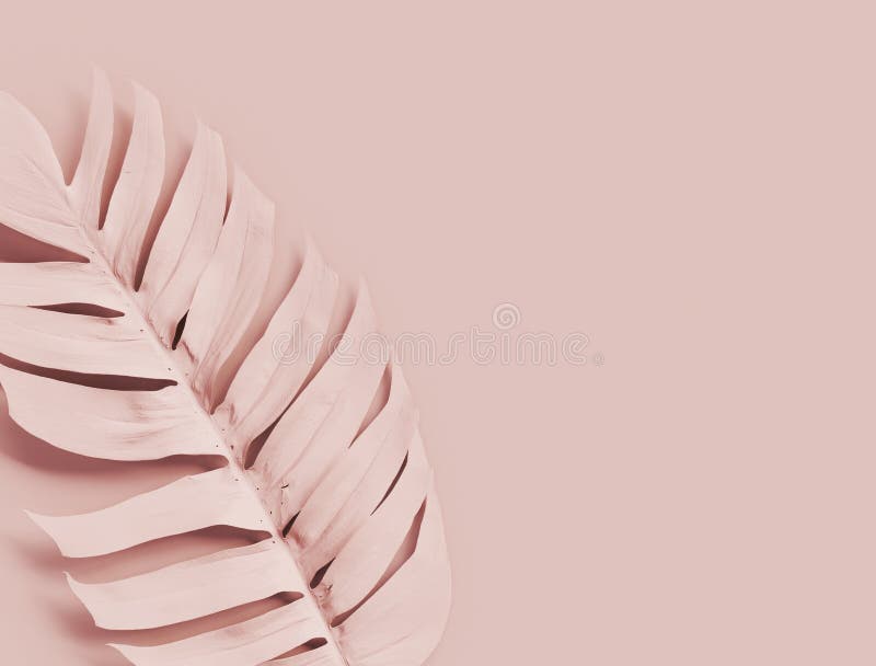 458 Single Leaf Solid Background Stock Photos - Free & Royalty-Free ...