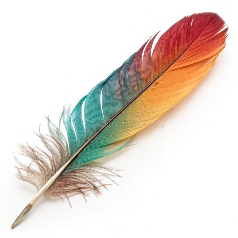 Single Colorful Bird Feather Isolated on White Background Stock ...