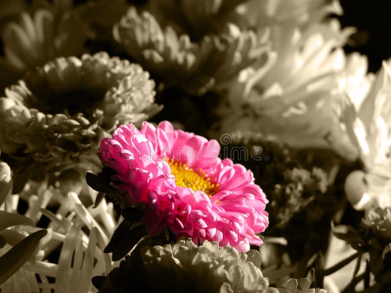 Single Colorful Flower in Bouquet Stock Photo - Image of color, desktop ...