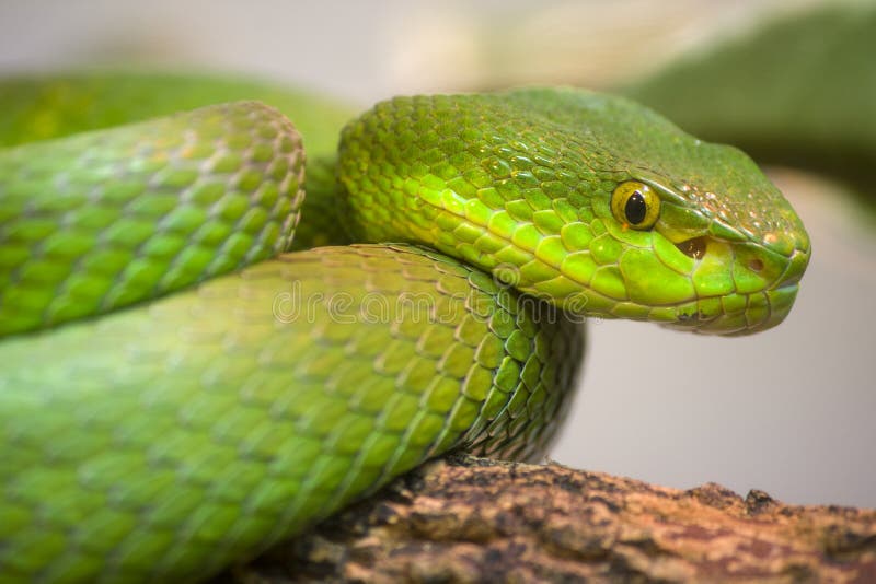 Single Colorful Green Snake Stock Image - Image of single, green: 11968605