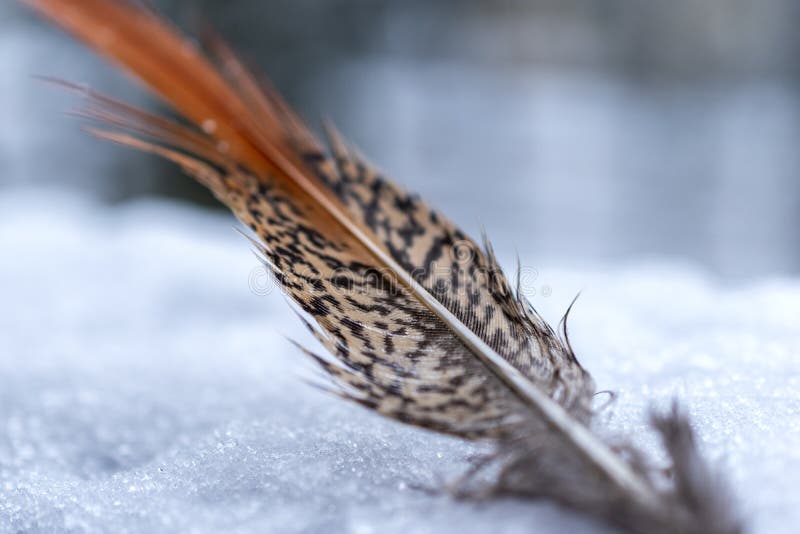 Single Colourful Bird Feather on the Snow. Stock Image - Image of ...