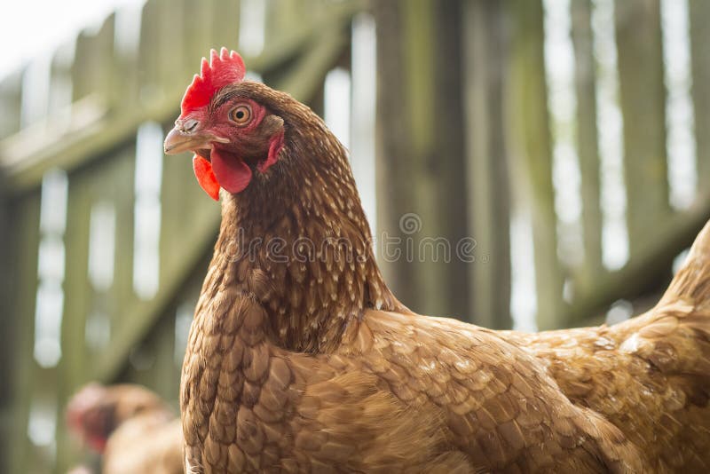 Single brown rooster stock photo. Image of female, brown - 78746168