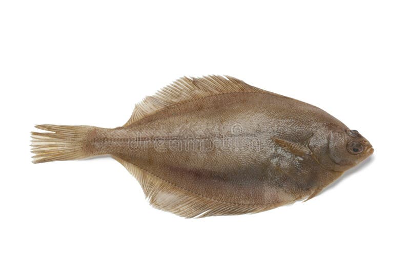 Common Dab Fish Royalty Free Stock Images - Image: 30138109