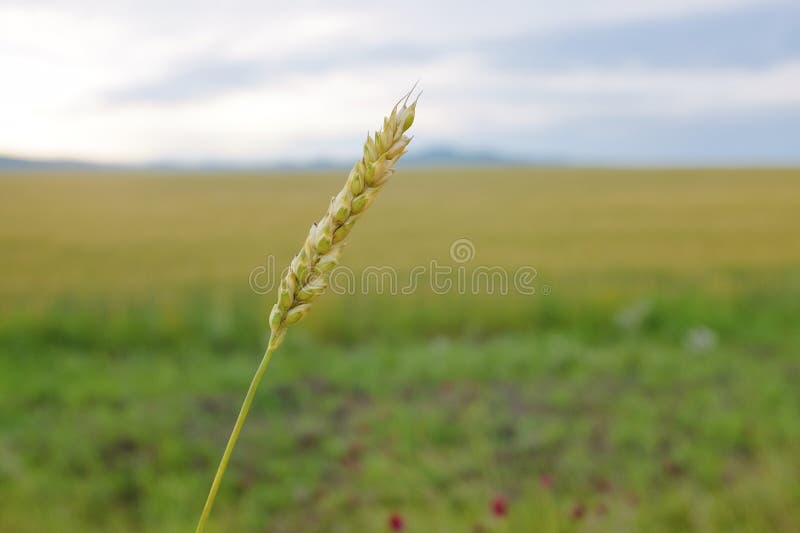 A Single Common Reed in the Wind Stock Image - Image of wallpaper ...
