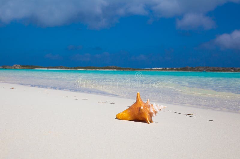 Conch Shell on Beach stock photo. Image of life, travel - 197257744