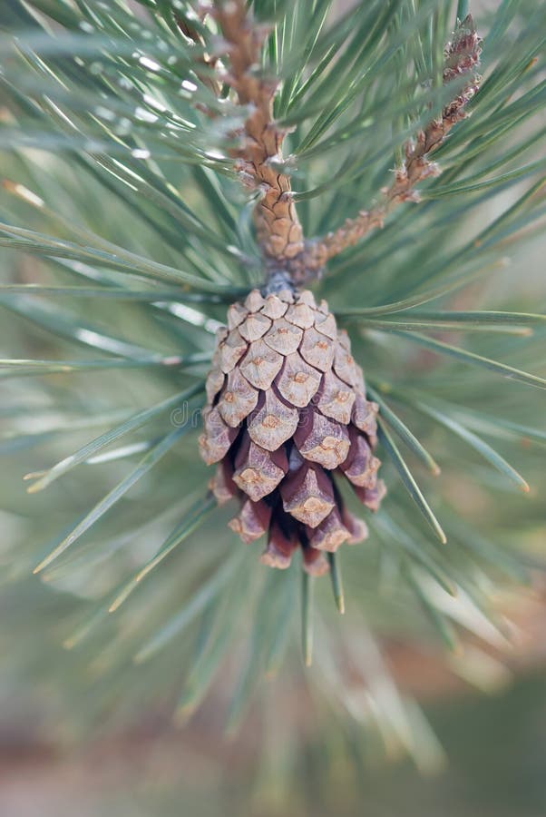 Pine Cone on Tree Branch stock photo. Image of conifer - 164362506