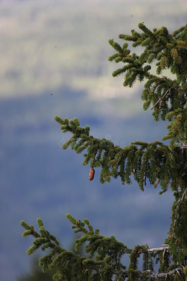Single Cone stock photo. Image of focus, gray, pine, mountain - 46543624