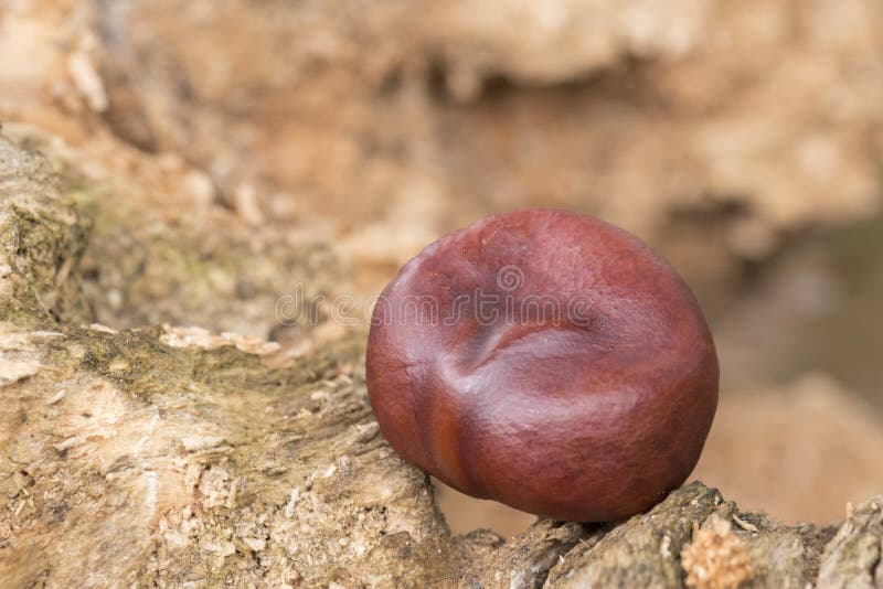 Single conker on a string stock image. Image of studio - 16381903