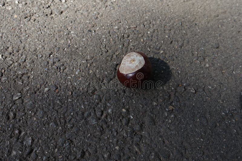 Single conker on a string stock image. Image of studio - 16381903
