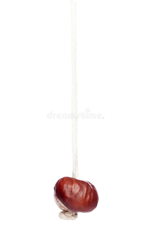 Single conker on a string stock photo. Image of studio - 16381812