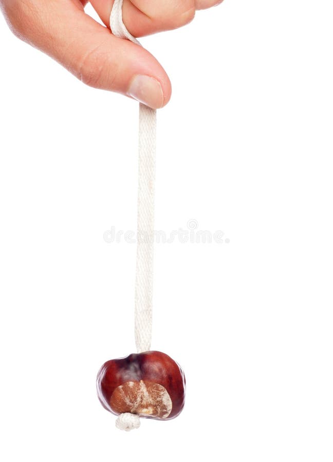 Single conker on a string stock image. Image of studio - 16381903