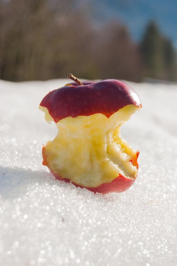 Single Core of a Red Apple on the Snow Stock Image - Image of ...