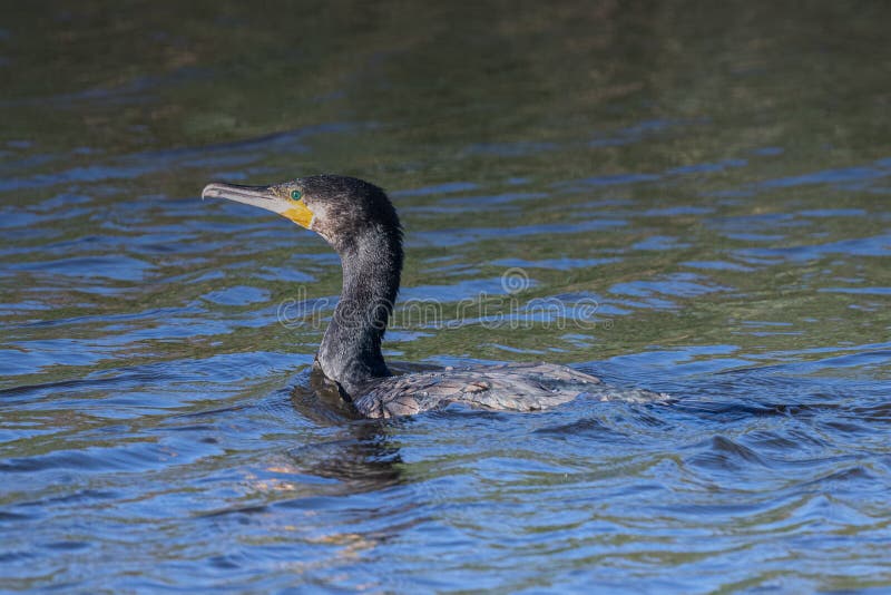 Single Cormorant Swimming in the Norfolk Broads Stock Image - Image of ...