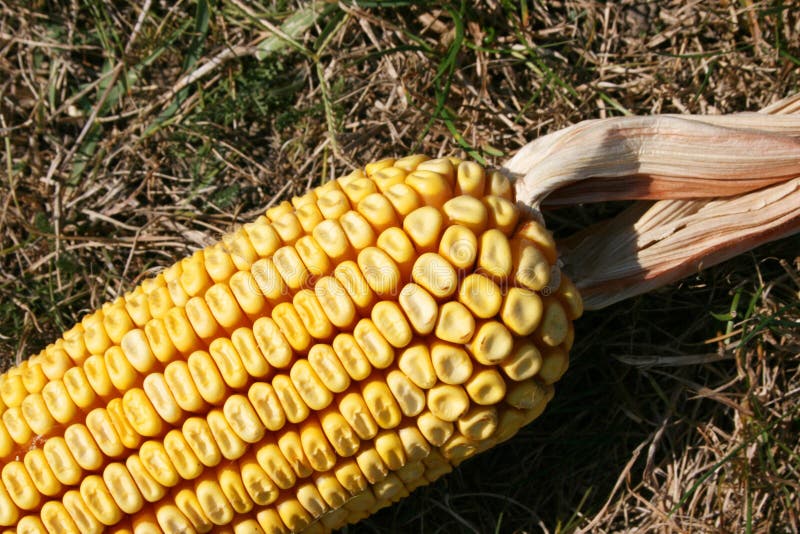 Single corn stock image. Image of vegetable, food, eating - 21145939