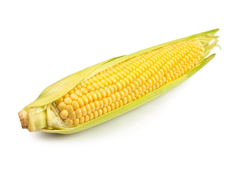 Single corn stock image. Image of kernels, nature, corn - 26272943