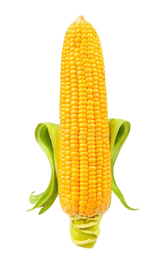 Single corn stock image. Image of front, healthy, ripe - 26272937