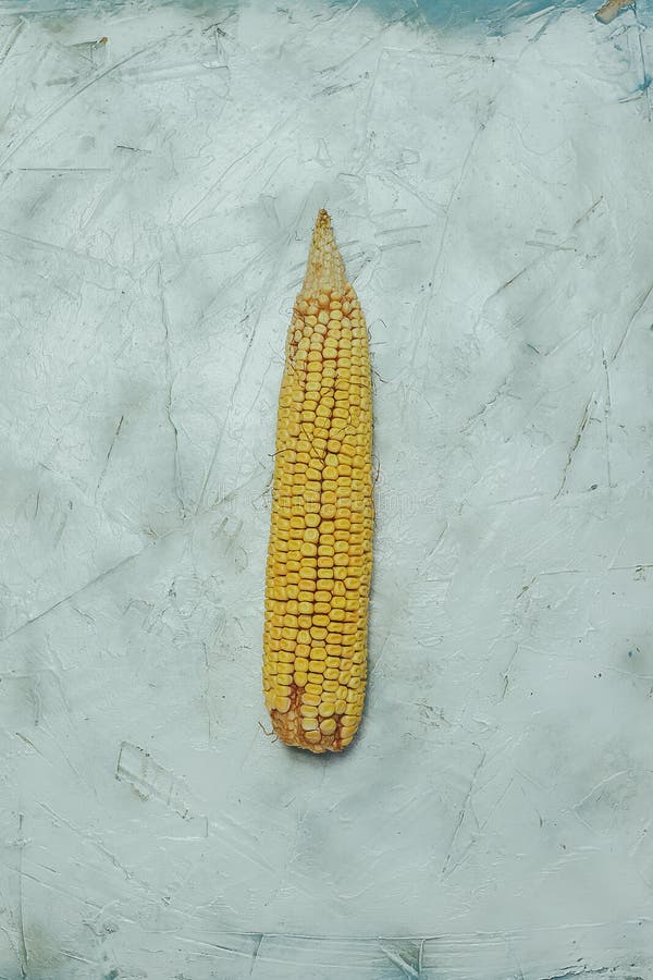 Single Corn on Bright Background Stock Image - Image of grain, kernels ...