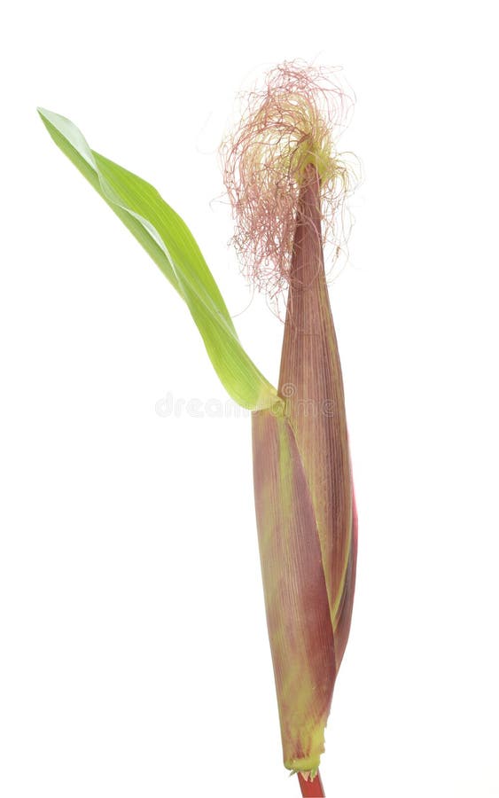 Single Corn Kernel Isolated Stock Photo - Image of golden, health: 75112342