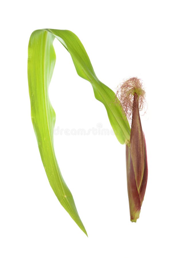 Single corn stock photo. Image of grain, harvest, green - 140257620