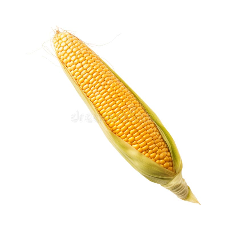 Single Corn Isolated on White Background Stock Illustration ...