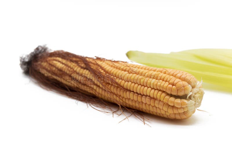 Single Corn Isolated on White Background As Package Design Stock Photo ...