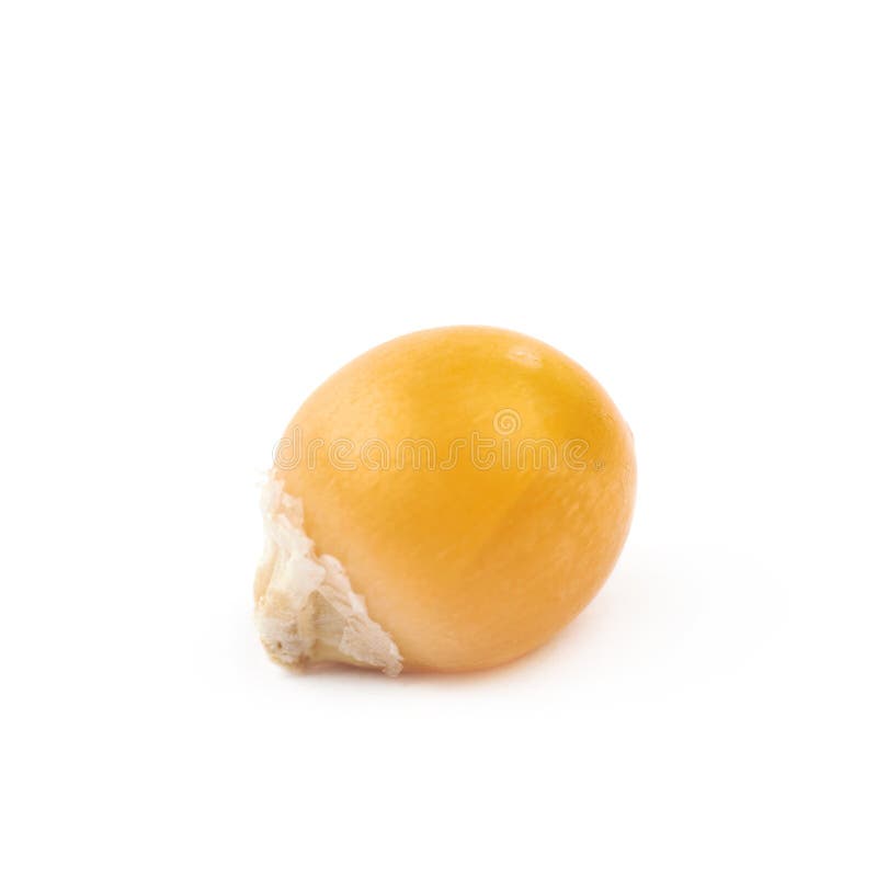 Single Corn Kernel Isolated Stock Photo - Image of health, grain: 75112336