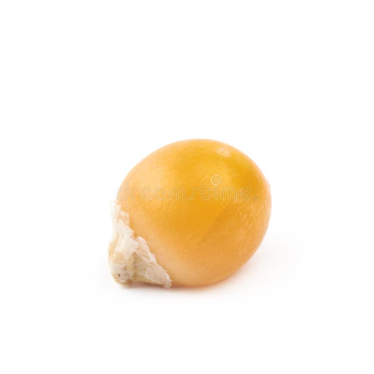 48,900 Corn Kernel Stock Photos - Free & Royalty-Free Stock Photos from ...