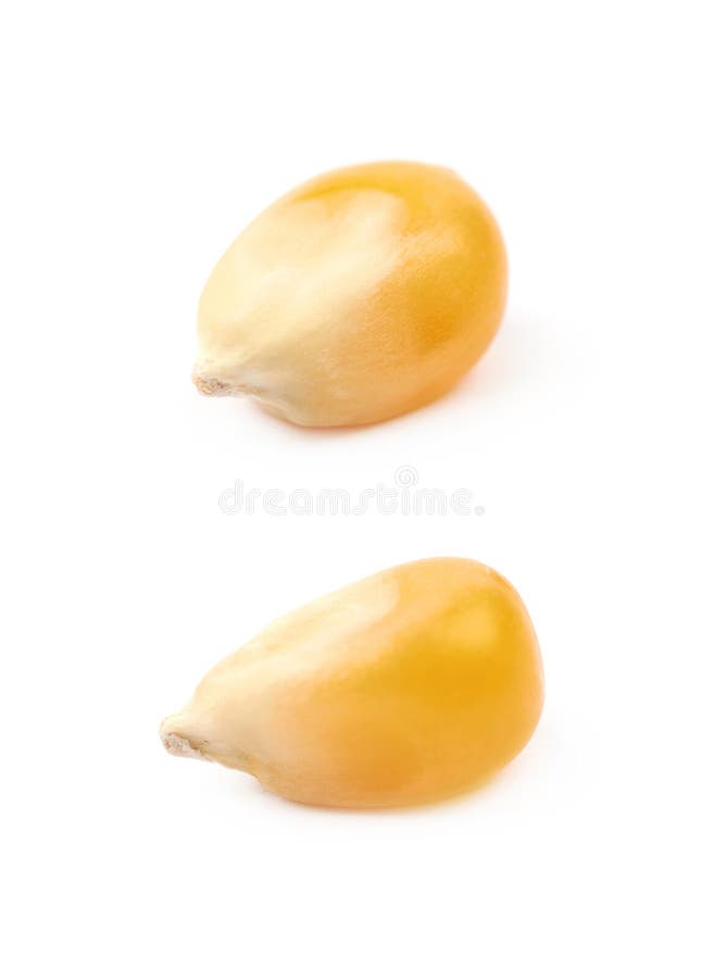 Single Corn Kernel Isolated Stock Image - Image of golden, detail: 76388579
