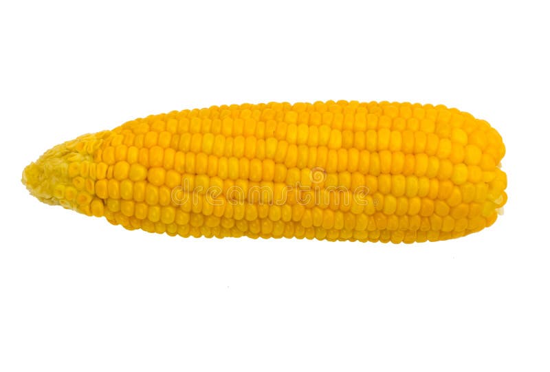 A Single Corn Seed On White Stock Image - Image of maize, agriculture ...
