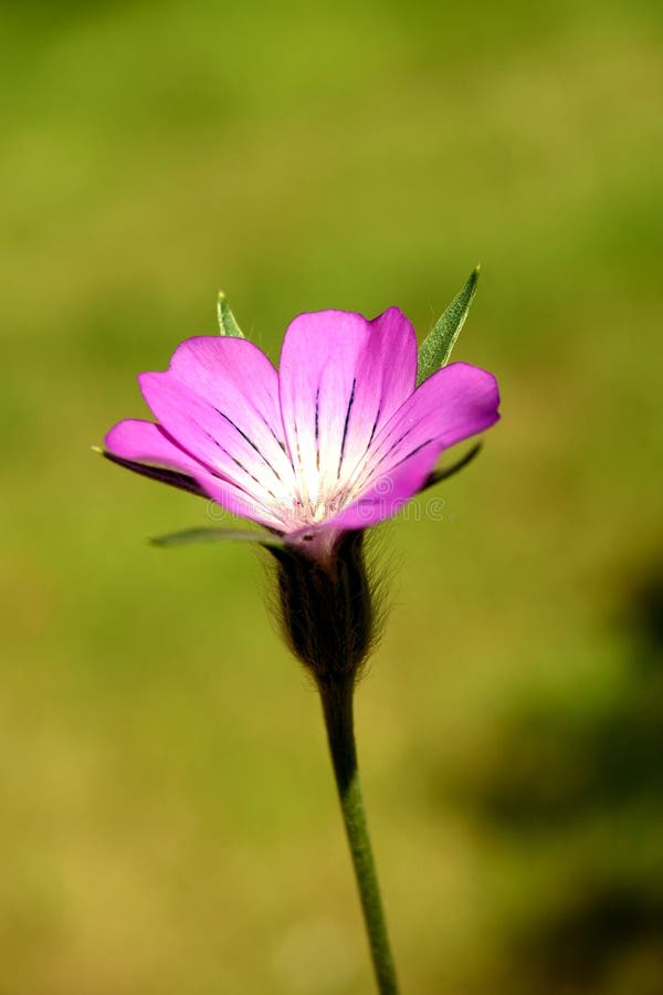 Single Corncockle stock image. Image of botannical, cockle - 192177615