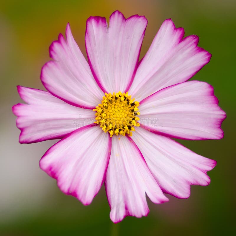 Single cosmos flower stock photo. Image of petal, cheerful - 23187112