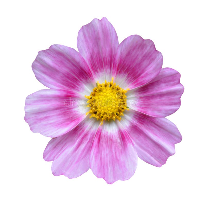 Single Cosmos Flower Isolated on White Background Stock Photo - Image ...