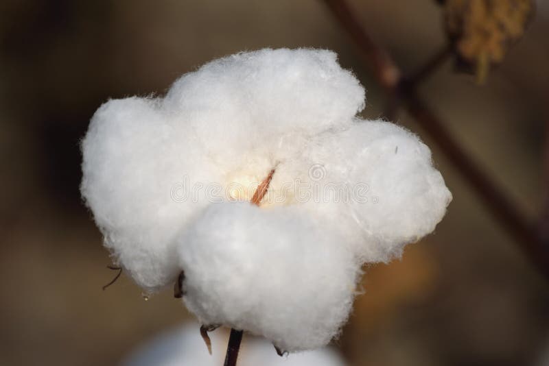Single Cotton Boll in the Field Stock Photo - Image of boll, farm: 35287698