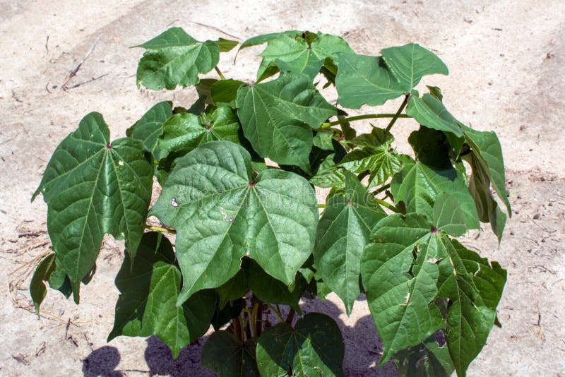 Single Cotton plant stock image. Image of green, agriculture - 83371371