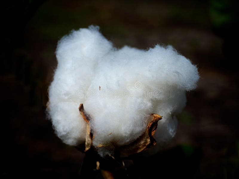 A single Cotton plant stock image. Image of farm, harvest - 39641521