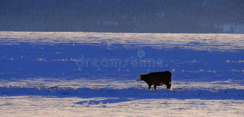 Single Cow Feeding in a Snowy Field in Cold Winter Wintertime Stock ...